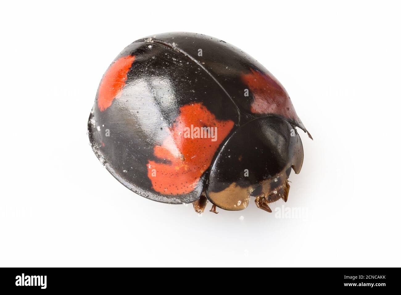ladybird isolated on white Stock Photo - Alamy