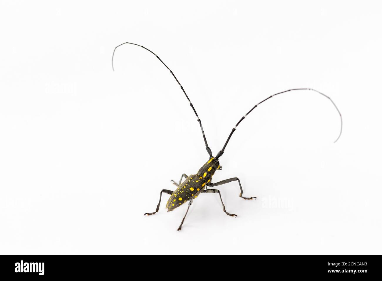 Horn black and Cut Out Stock Images & Pictures - Alamy