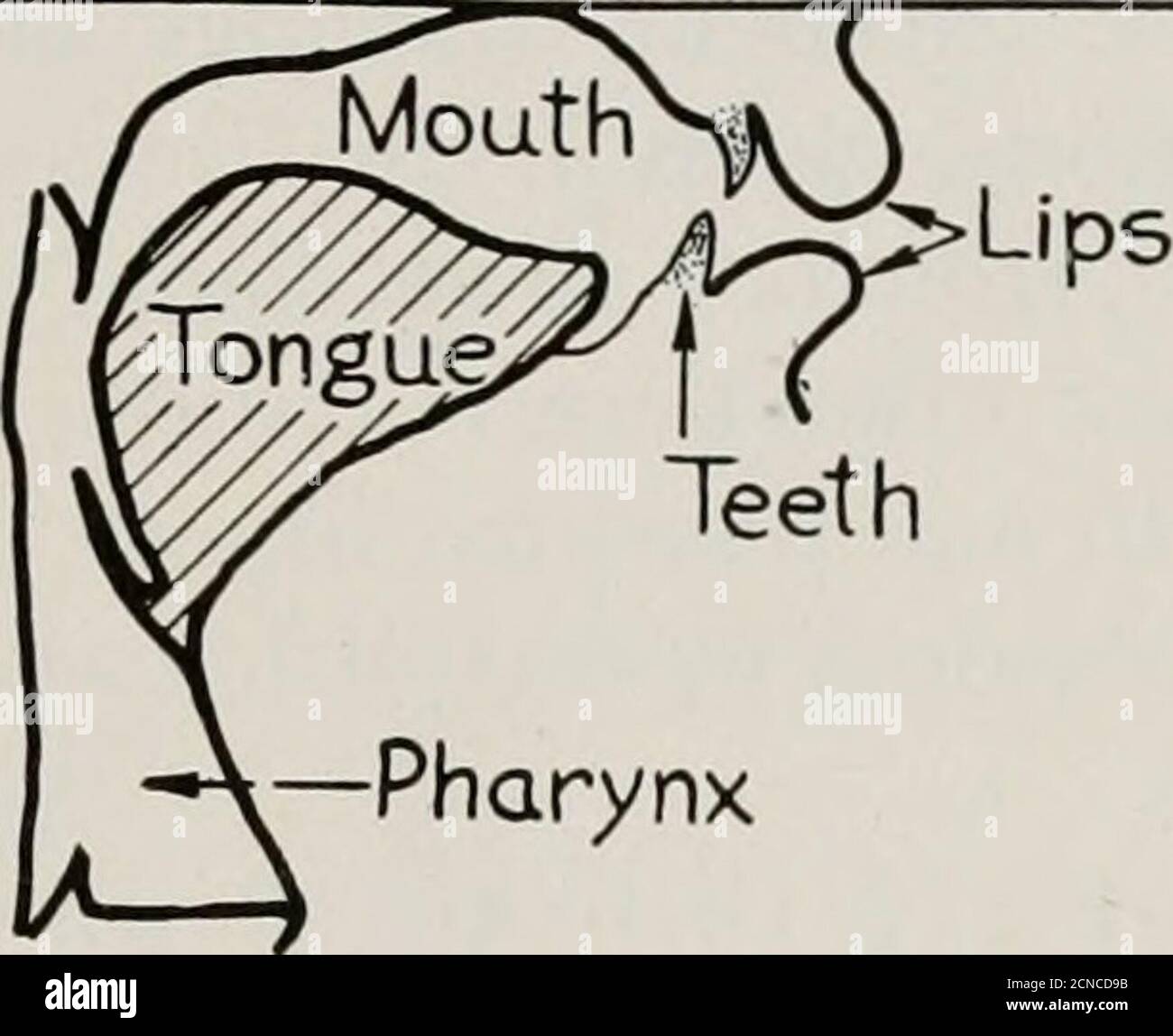 Sound orifice hi-res stock photography and images - Alamy