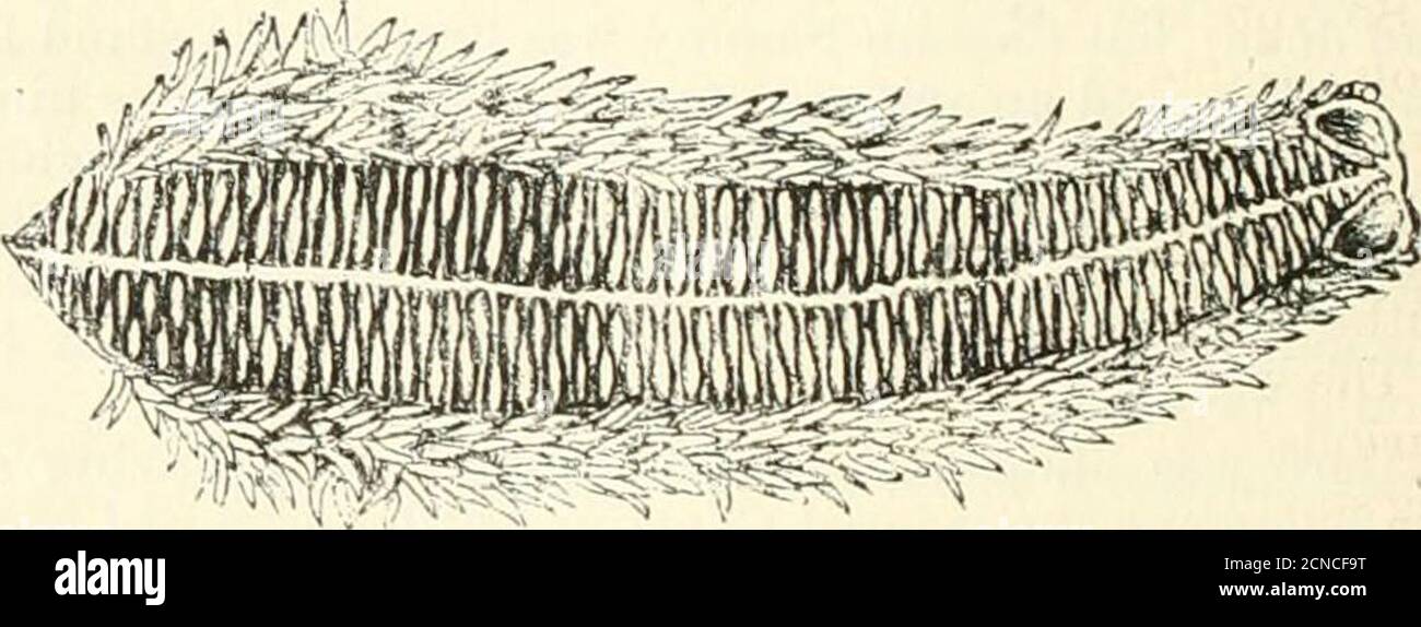 Grow from inanimate hi-res stock photography and images - Alamy