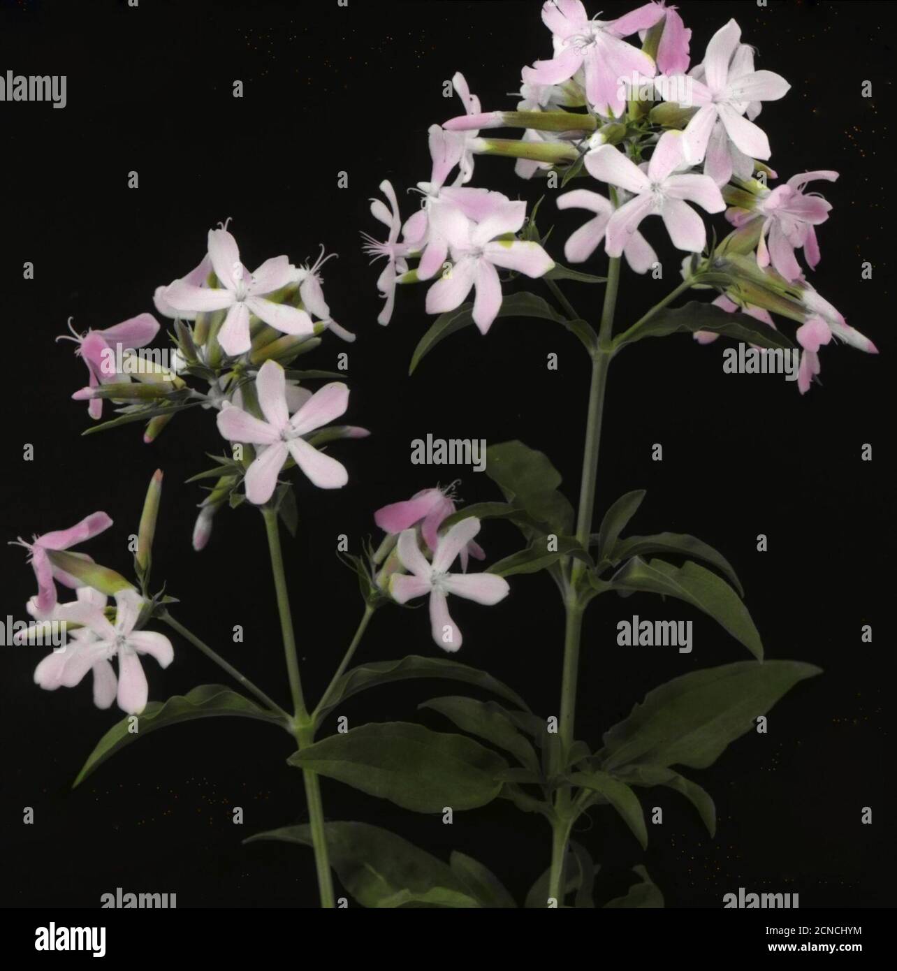 Bouncing Betty High Resolution Stock Photography and Images - Alamy