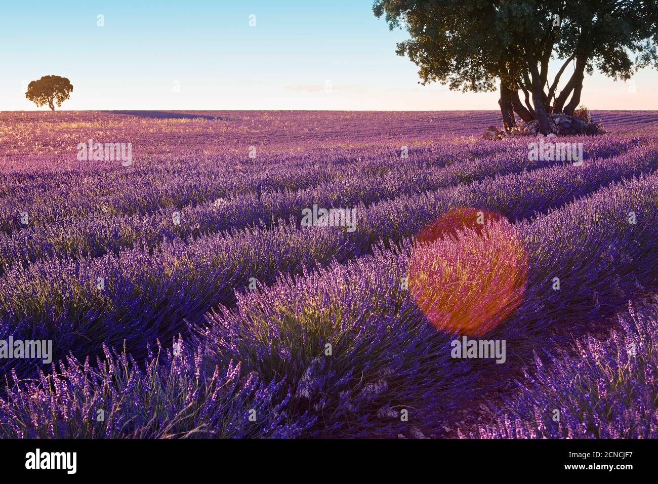 Lavender fields at sunset in Brihuega. Guadalajara, Spain. Agriculture ...