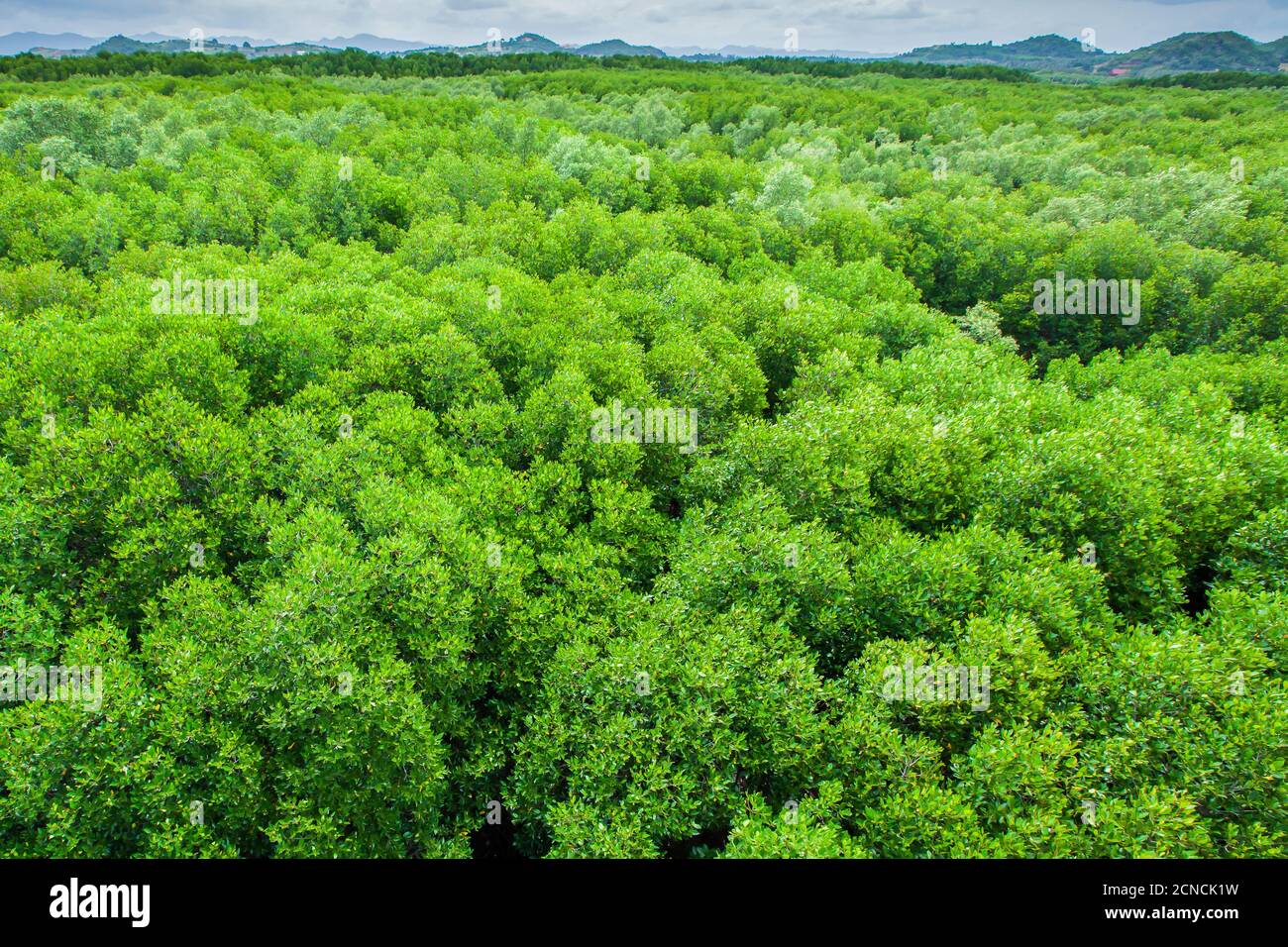 Aerial view of mangrove forest near a tropical coastline, abstract ...