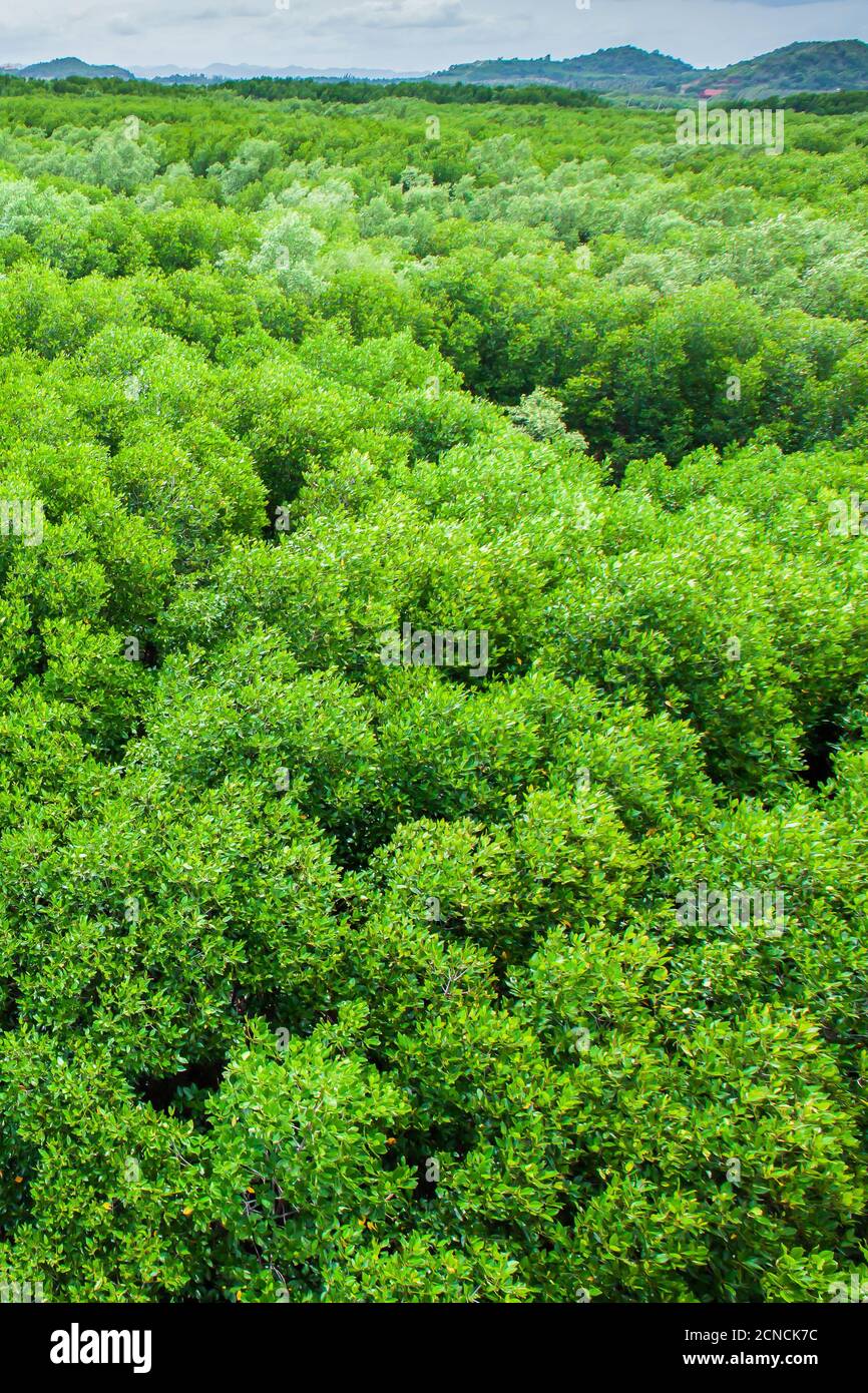 Aerial view of mangrove forest near a tropical coastline, abstract ...