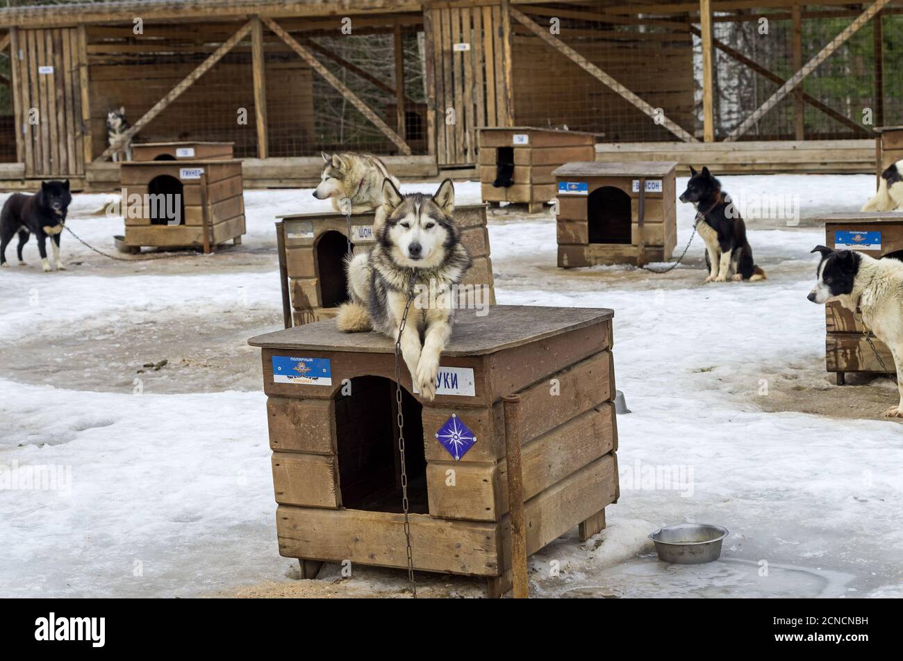Taimyr sled dog hi-res stock photography and images - Alamy