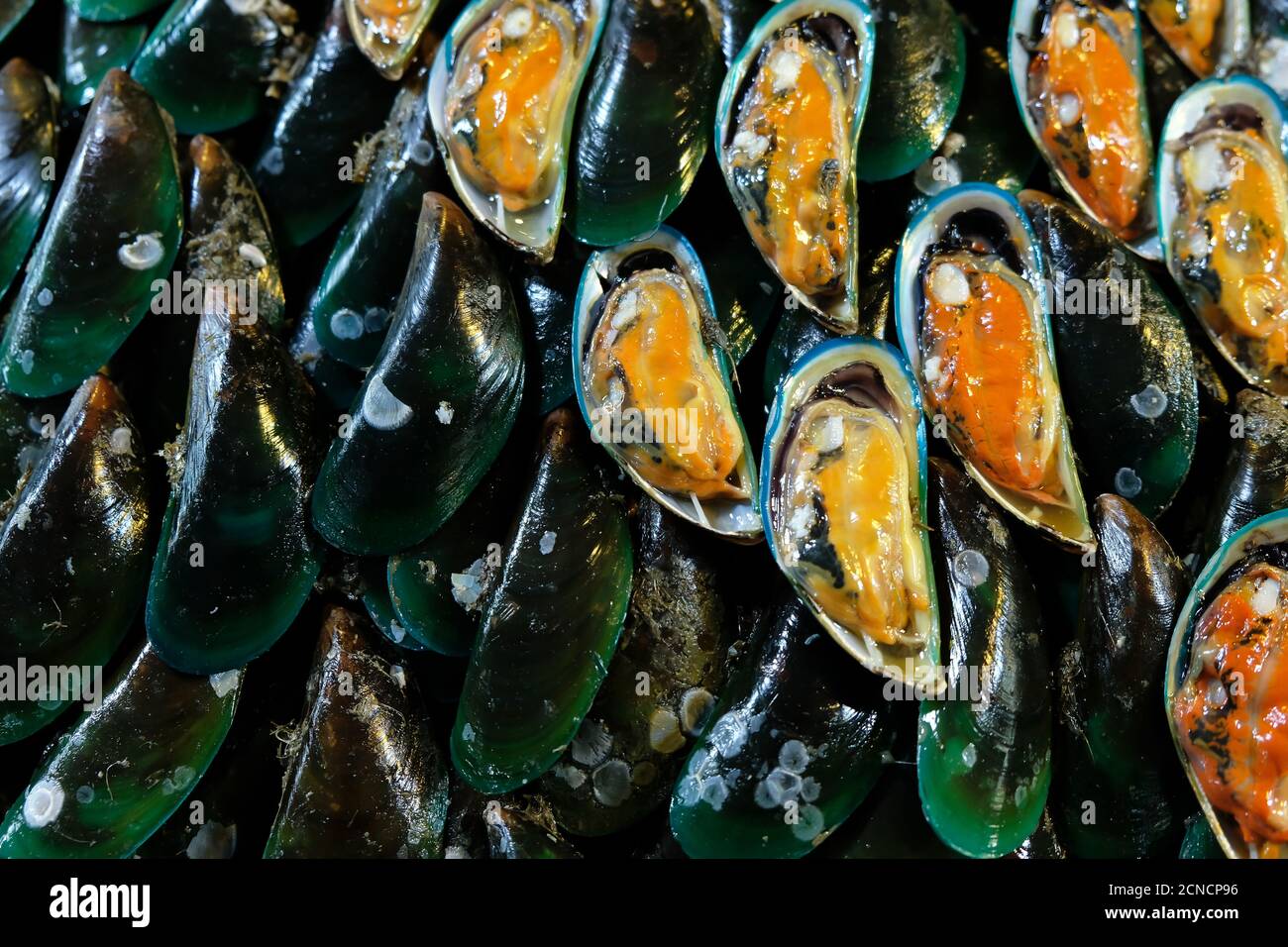 Culture of green mussel hi-res stock photography and images - Alamy