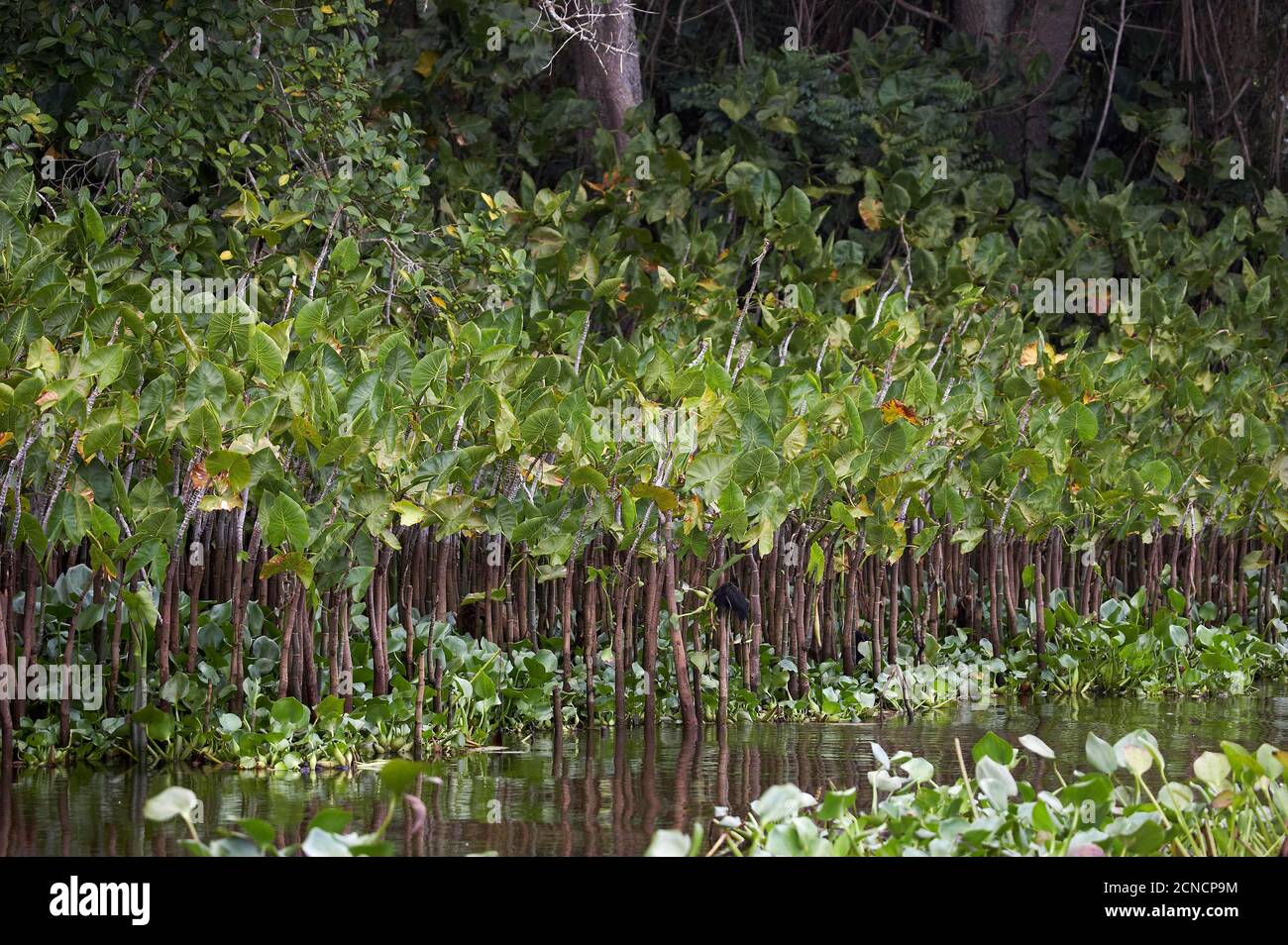 Forest and River at Orinoco Delta in Venezuela Stock Photo - Alamy