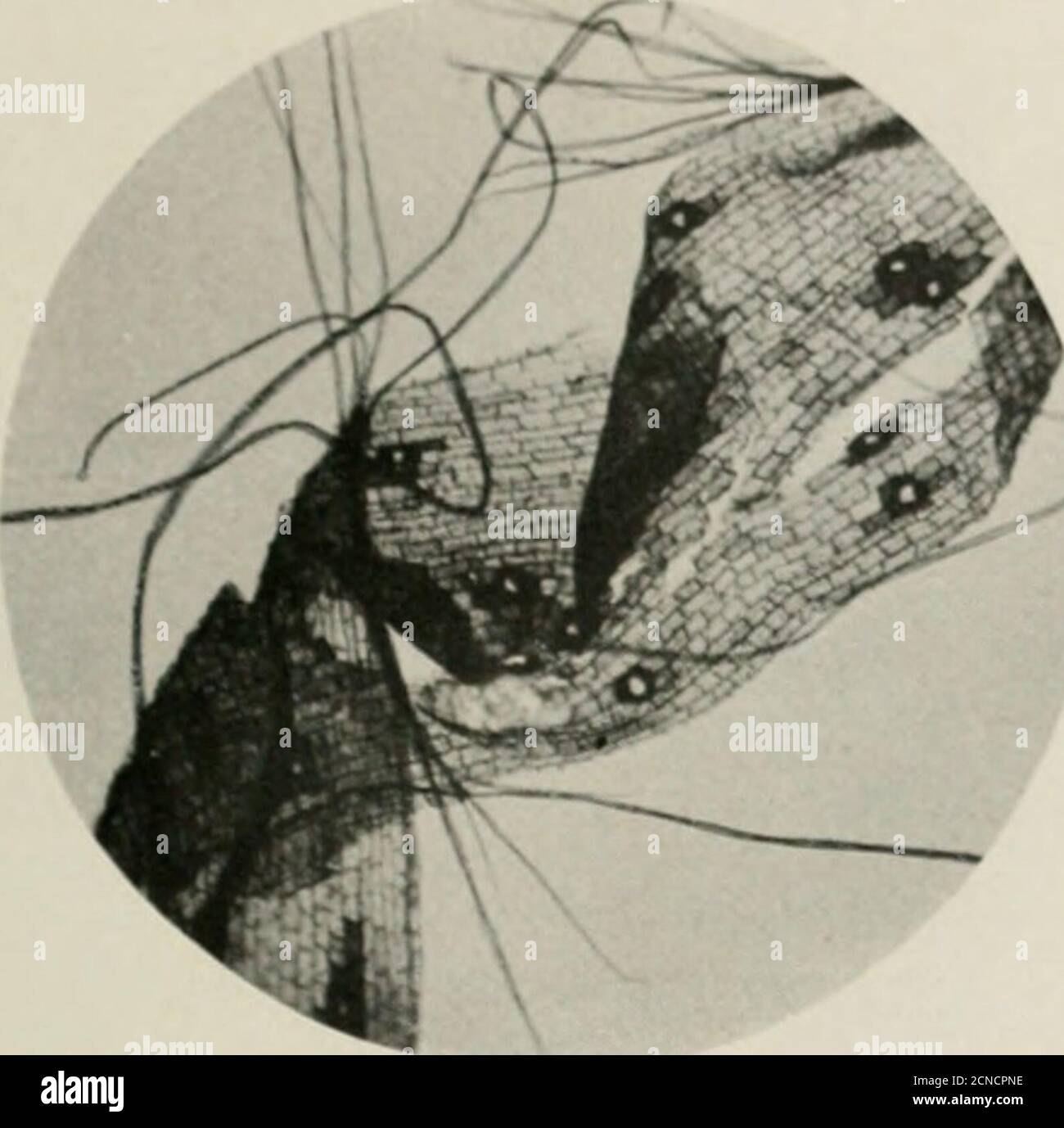 Radial cracking hi-res stock photography and images - Alamy