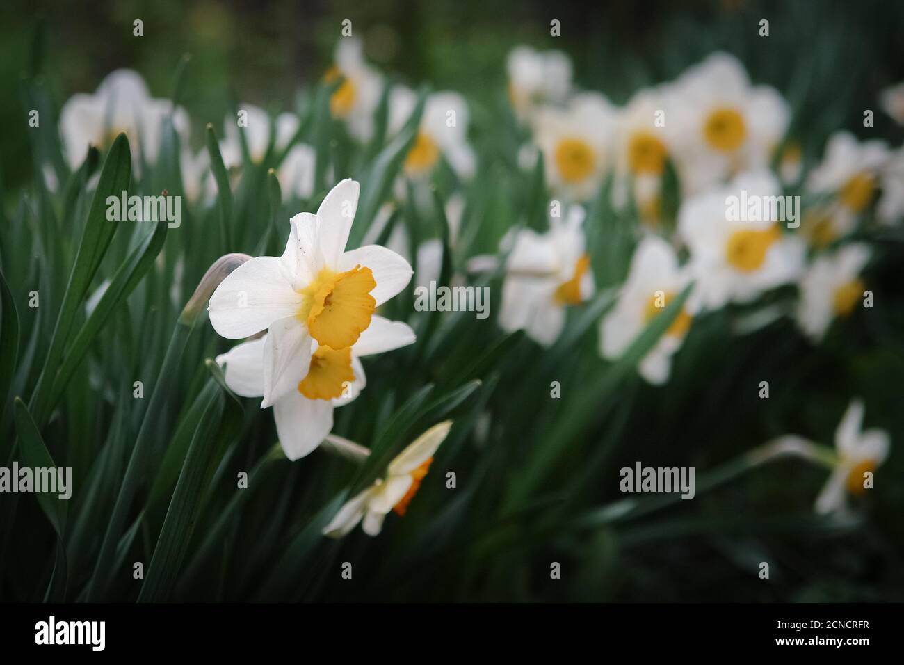 Beautiful daffodil flowers in a spring garden Stock Photo - Alamy