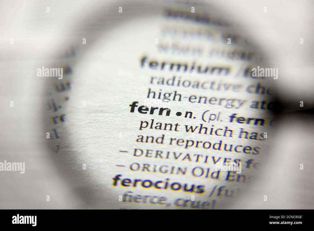 Highlighted fern hi-res stock photography and images - Alamy