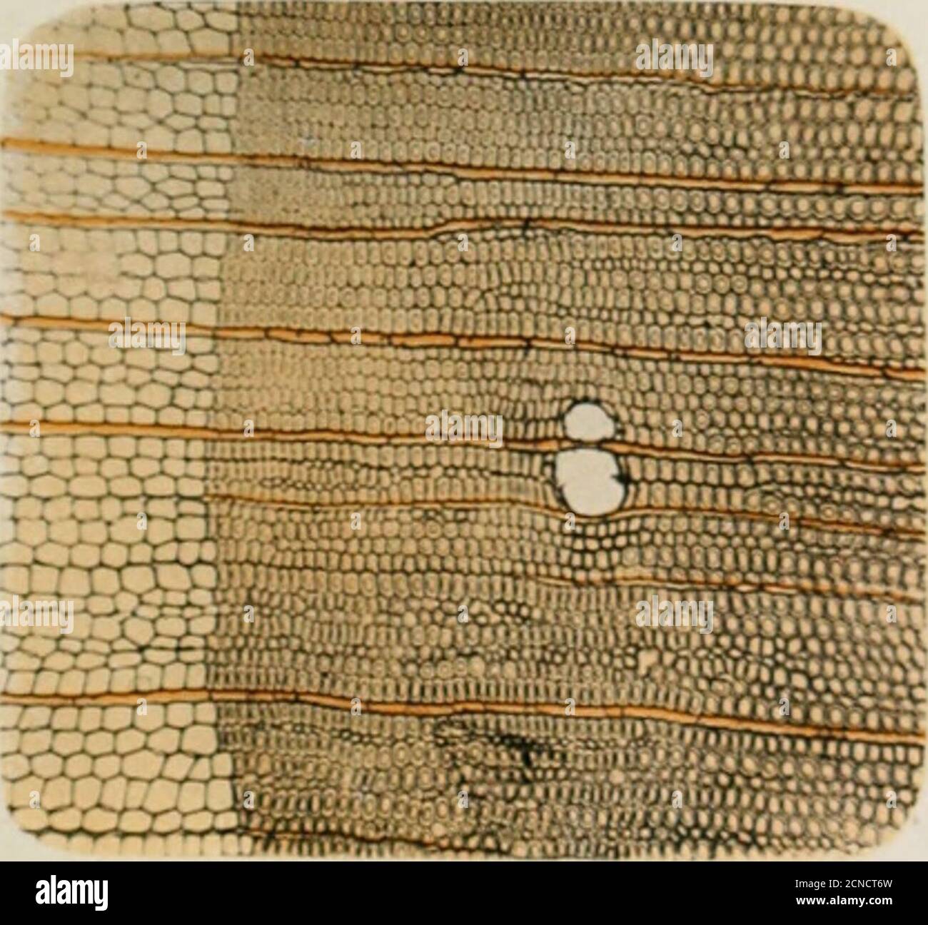 Wood under microscope hi-res stock photography and images - Alamy