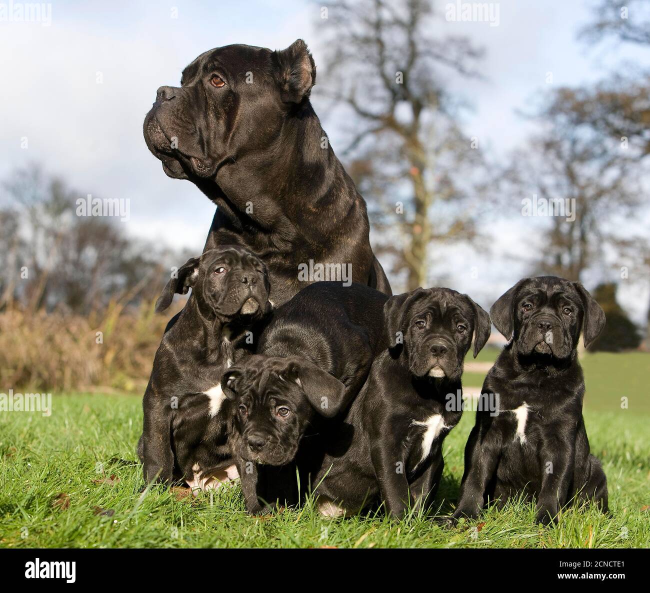 Cane Corso, a Dog Breed from Italy, Female and Pups sitting on Grass ...