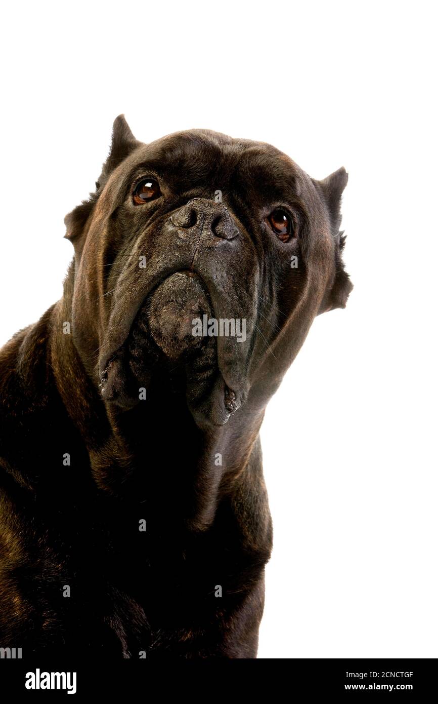 Cane Corso, a Dog Breed from Italy, Portrait of Adult against White ...