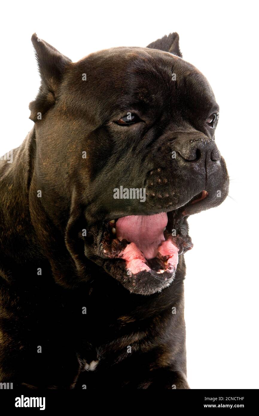 Cane Corso, a Dog Breed from Italy, Portrait of Adult Yawning against ...