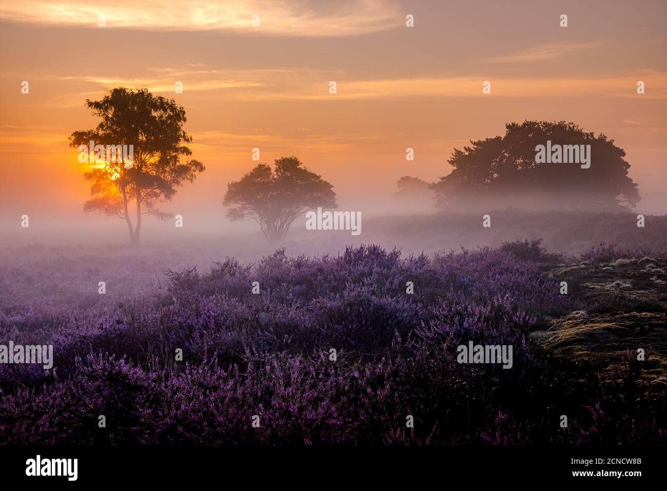 Blooming Heather fields, purple pink heather in bloom, blooming heater ...