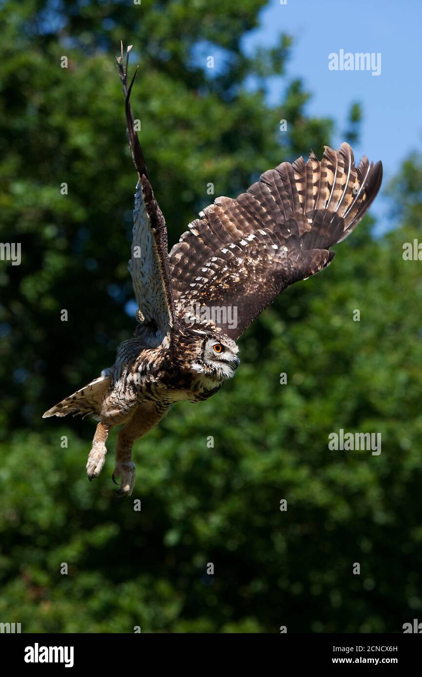 Cape Eagle Owl, bubo capensis, Adult in Flight Stock Photo - Alamy