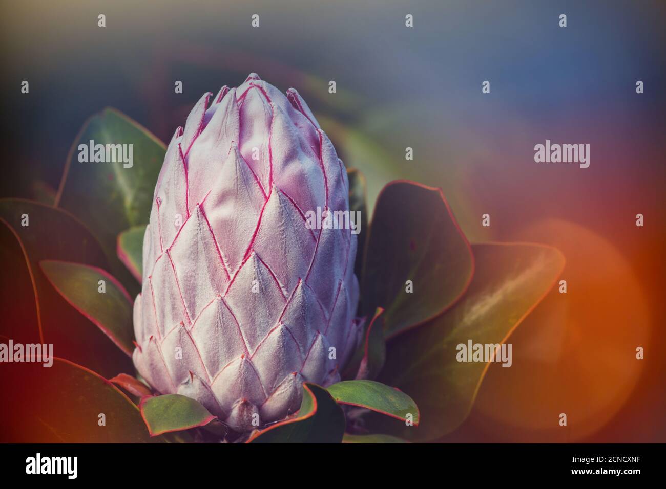 Purple protea hi-res stock photography and images - Alamy