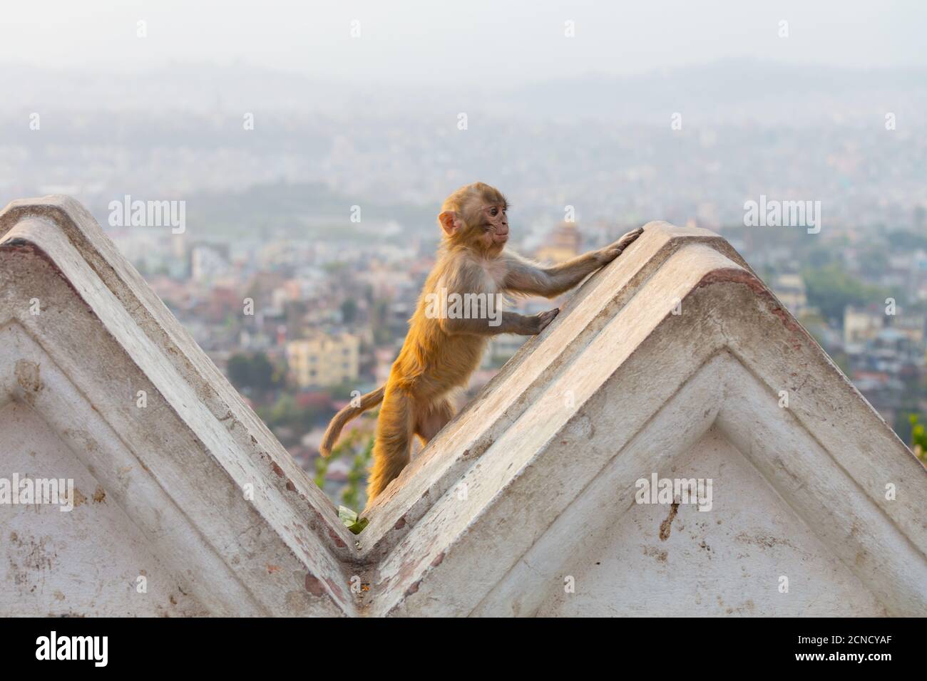 Monkey in Kathmandu Stock Photo - Alamy