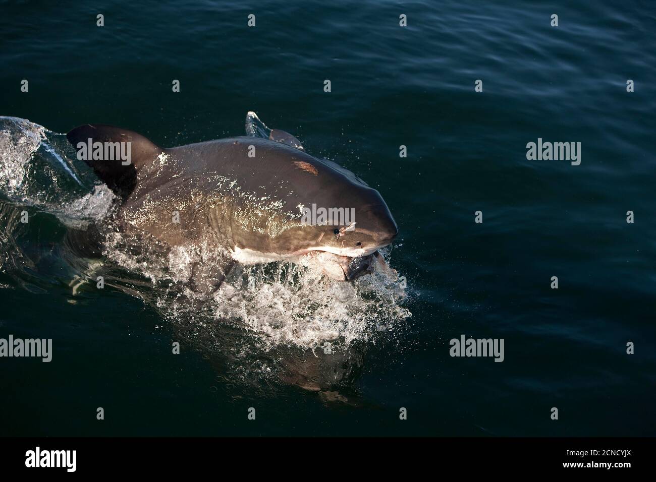 Great White Shark, carcharodon carcharias, Adult Breaching, Catching a ...
