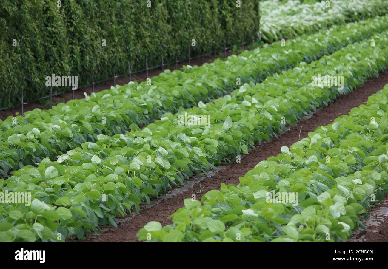Neat rows of leafy vegetables bordered by beans in a small field Stock ...