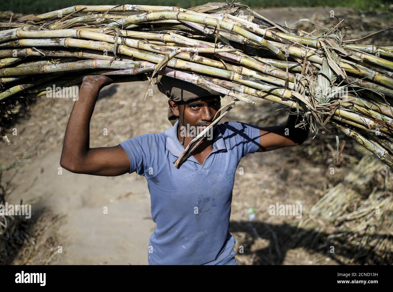 Bundle of sugarcane hi-res stock photography and images - Alamy