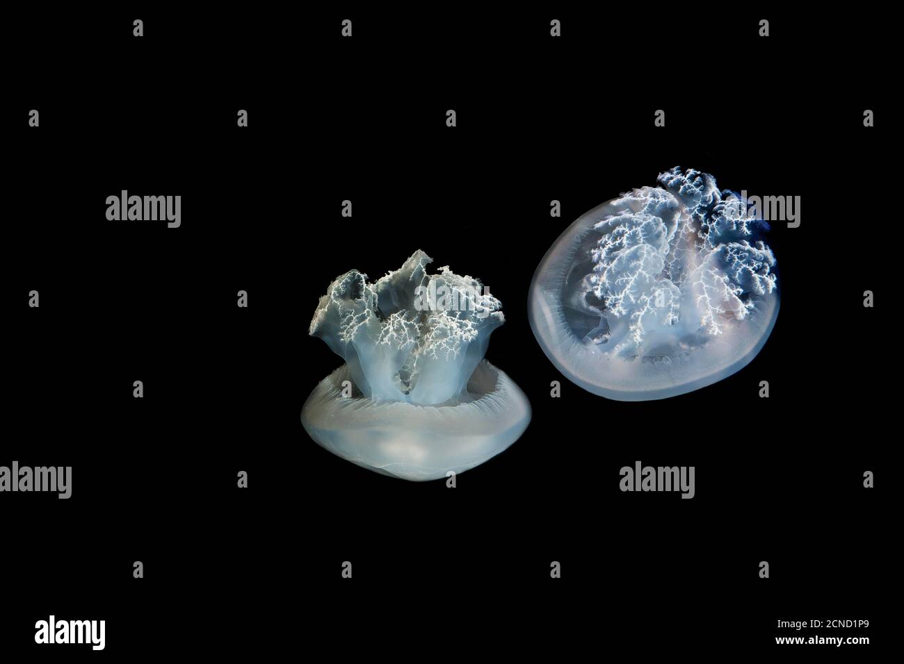 Blubber Jellyfish or Blue Jellyfish, catostylus mosaicus, Adult against ...