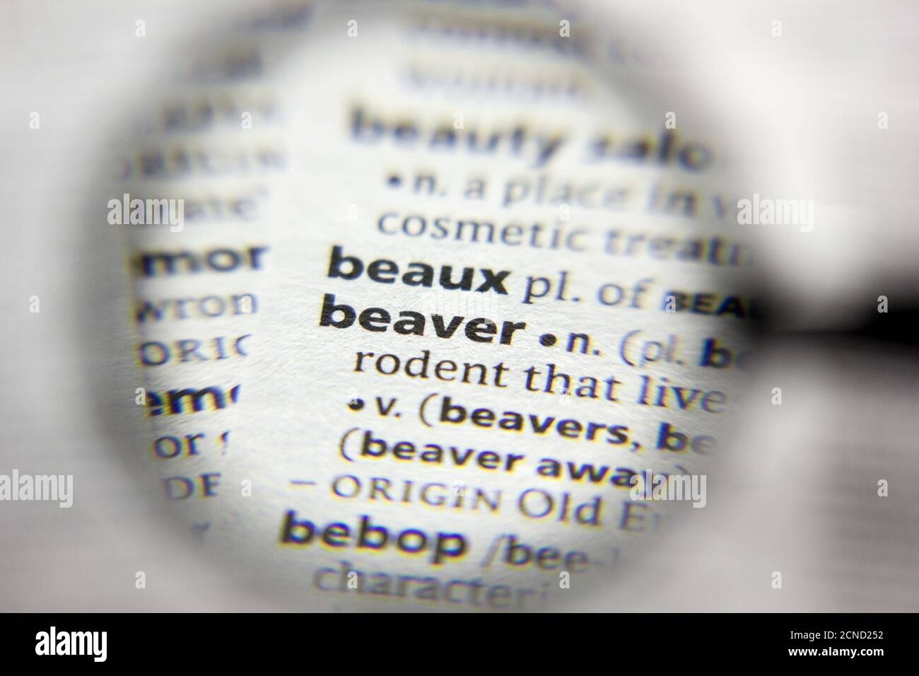 Beaver black and white hi-res stock photography and images - Alamy