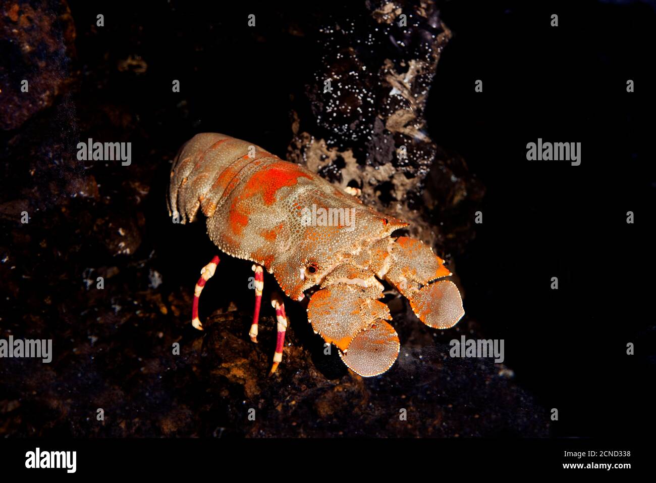 Shoveller Crayfish, scyllarides elizabethae, South Africa Stock Photo ...