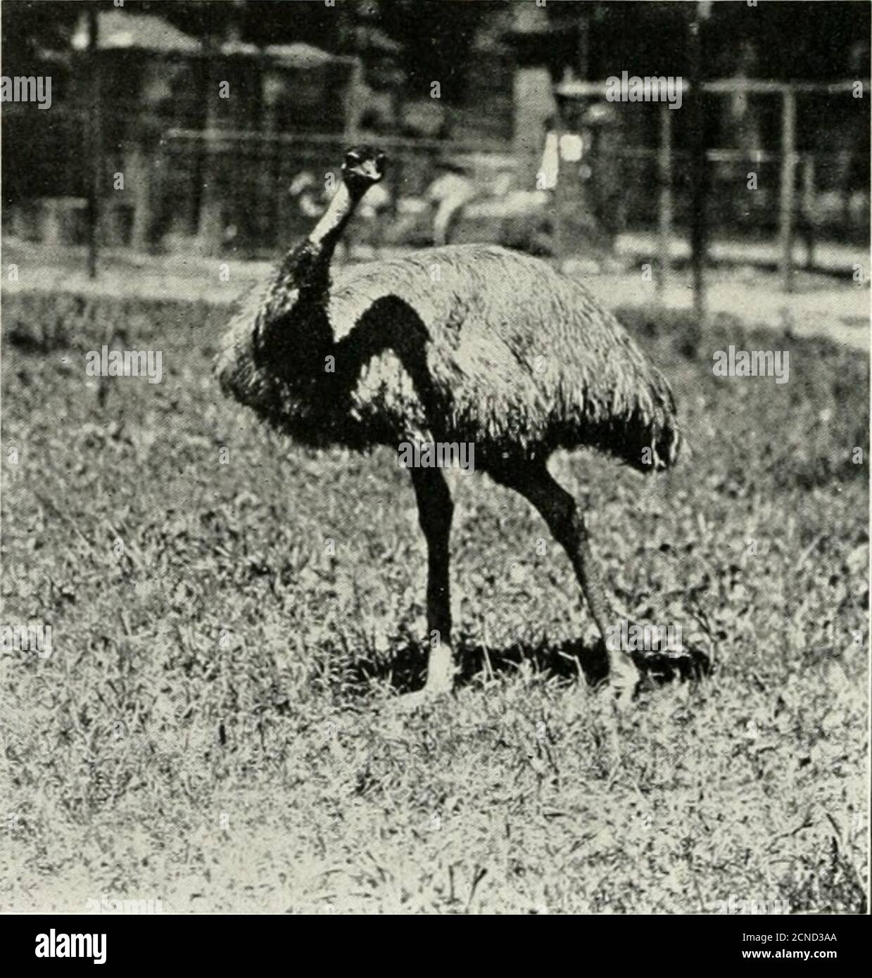 . The bird, its form and function . Fig. 317.—Tail-bones of Bald Eagle ...