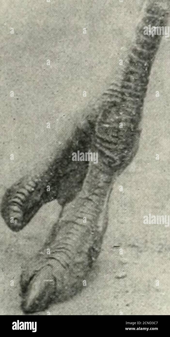 . The bird, its form and function . Fig. 308.—Feet and legs of ...