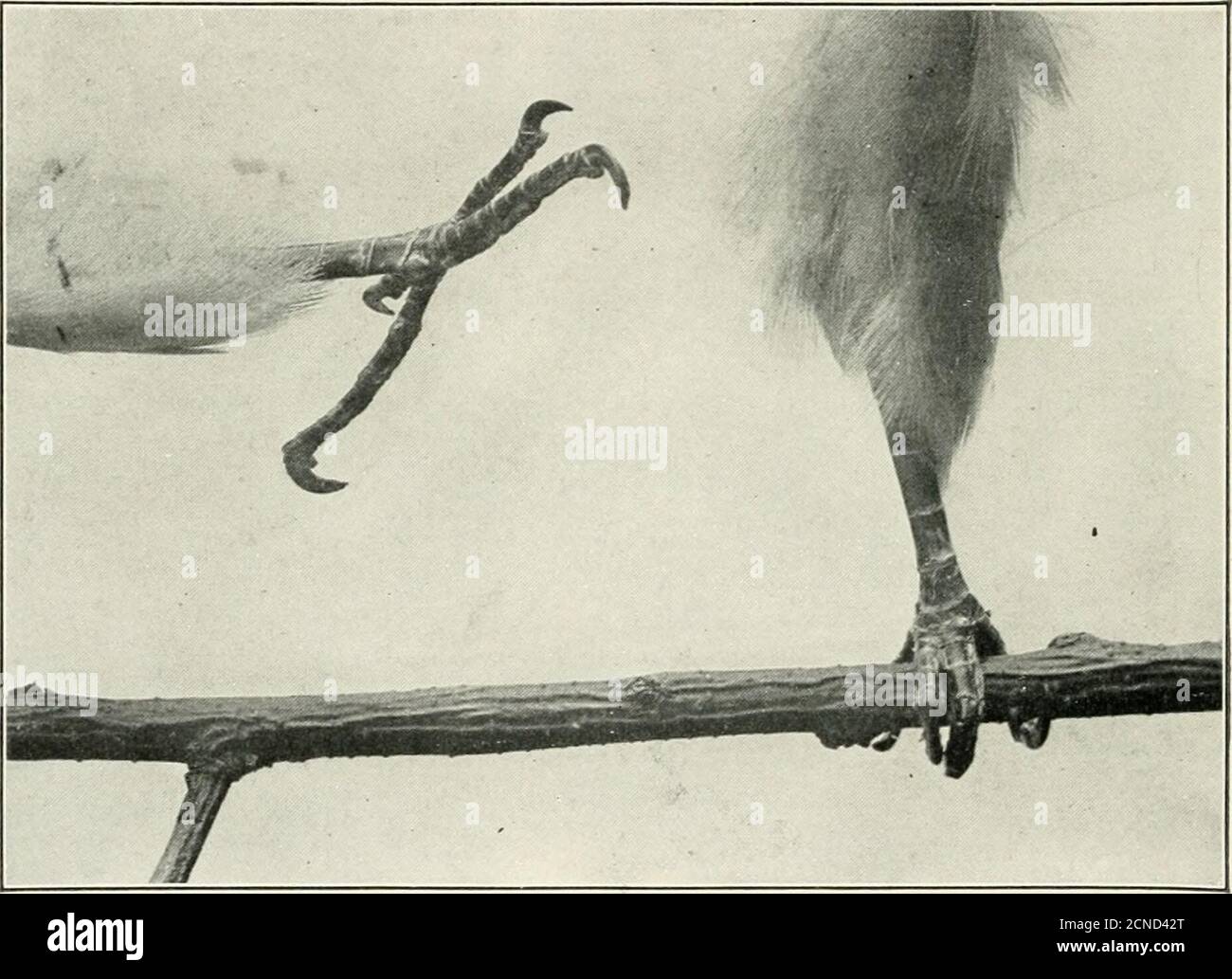 Feet taking a step hi-res stock photography and images - Alamy