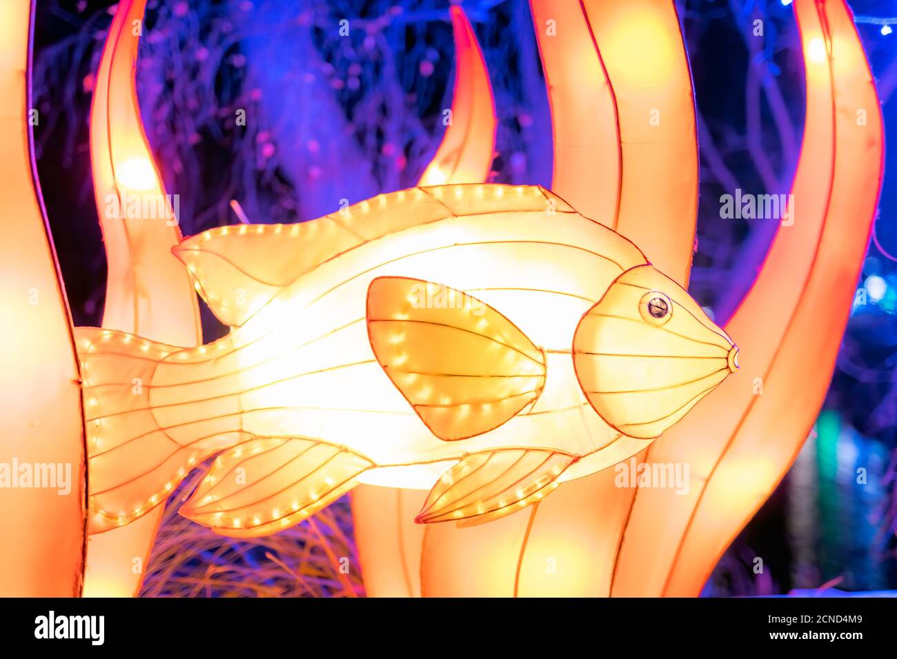 Fish lights hi-res stock photography and images - Alamy