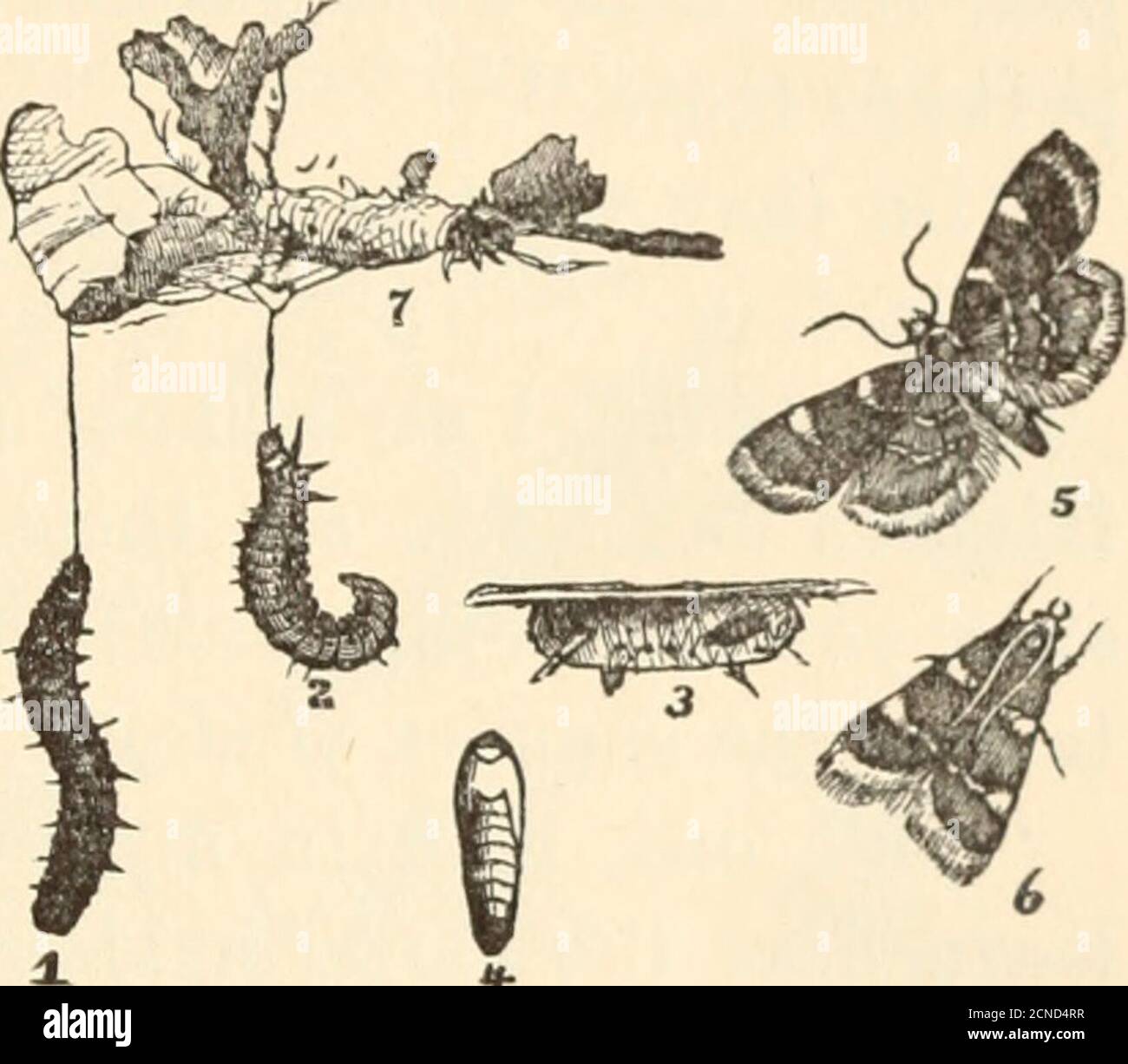 Moth larvas hi-res stock photography and images - Alamy