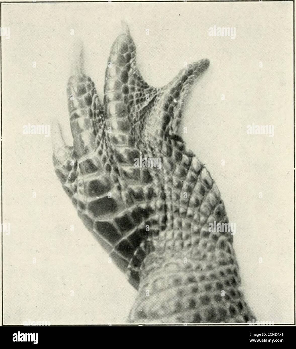 Two backward pointing toes hi-res stock photography and images - Alamy