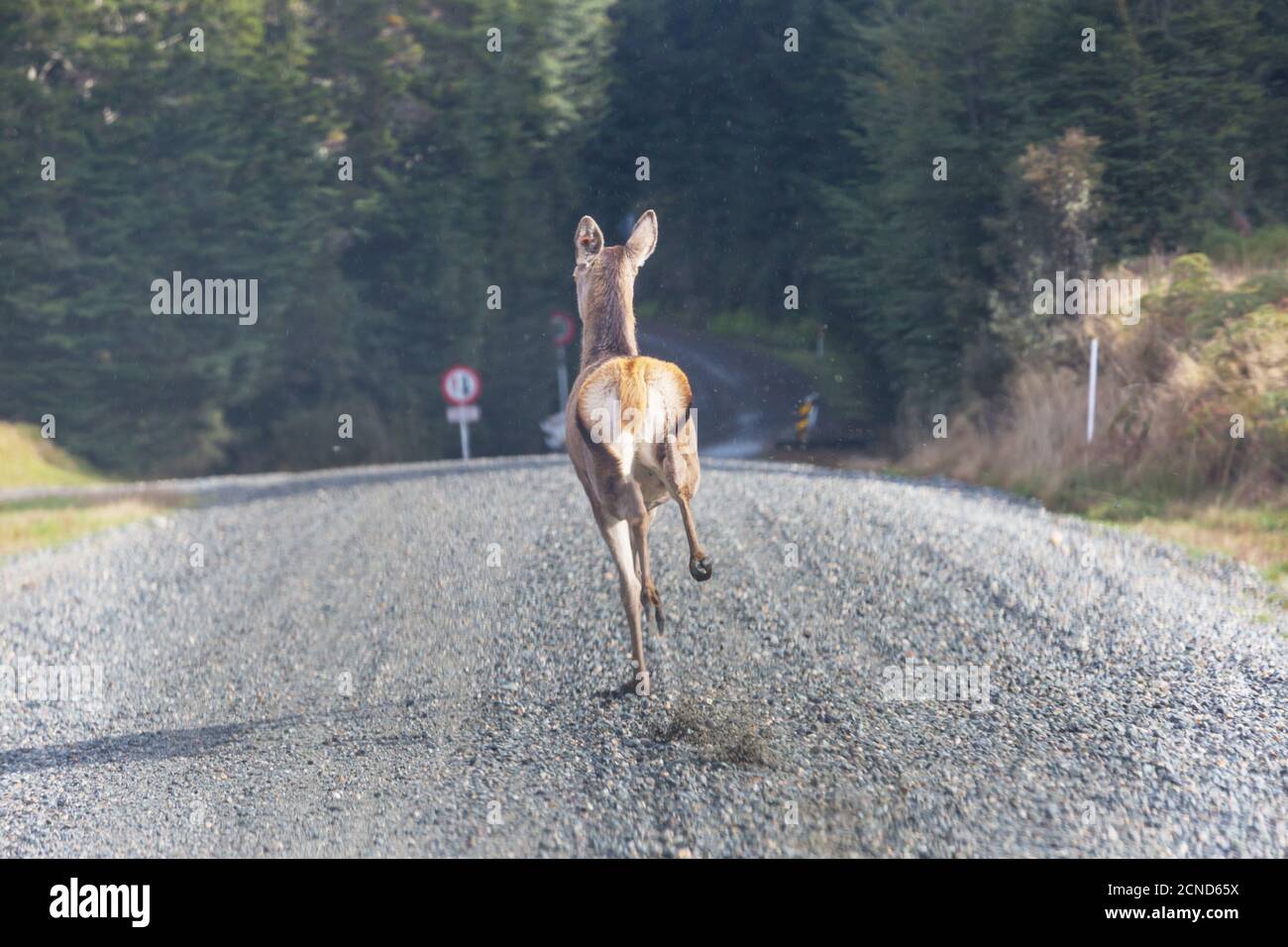 Running deer hi-res stock photography and images - Alamy