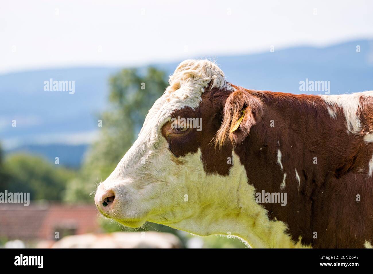 Funny cow wallpaper hi-res stock photography and images - Alamy