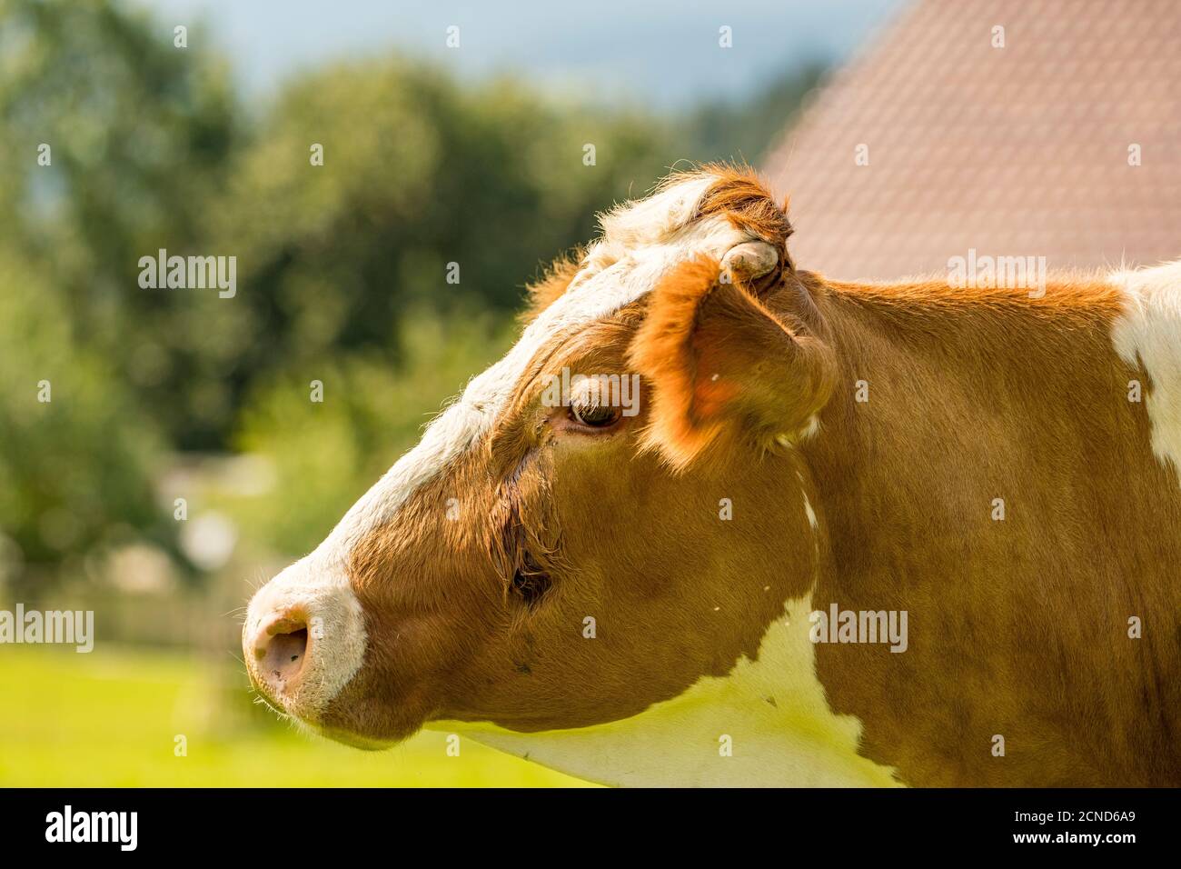 Portrait of a cow head with blurred background Stock Photo - Alamy