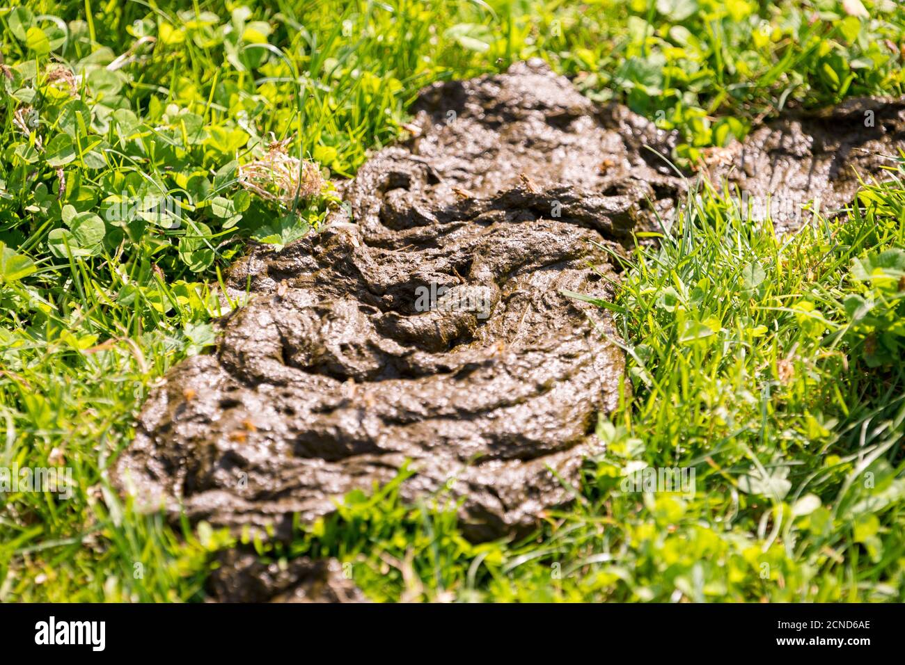 Cow pie hi-res stock photography and images - Alamy