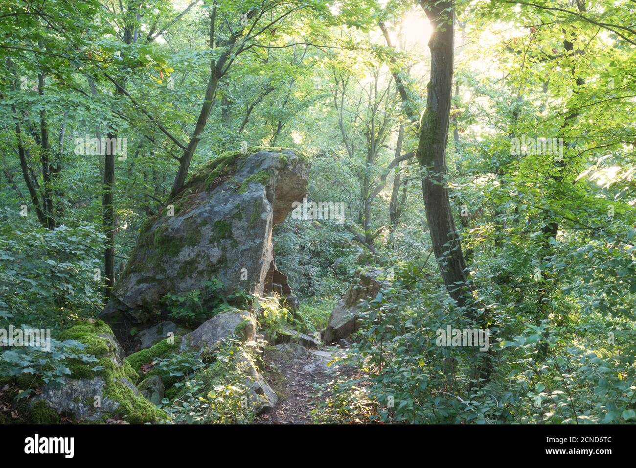 Bright sun rays through trees in green spring forest. Landscape of ...