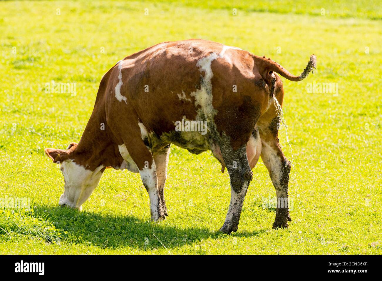 Cow peeing in a big jet on the meadow Stock Photo - Alamy
