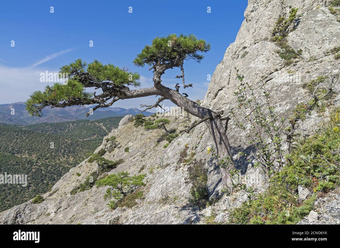 Relict pine on rock hi-res stock photography and images - Alamy