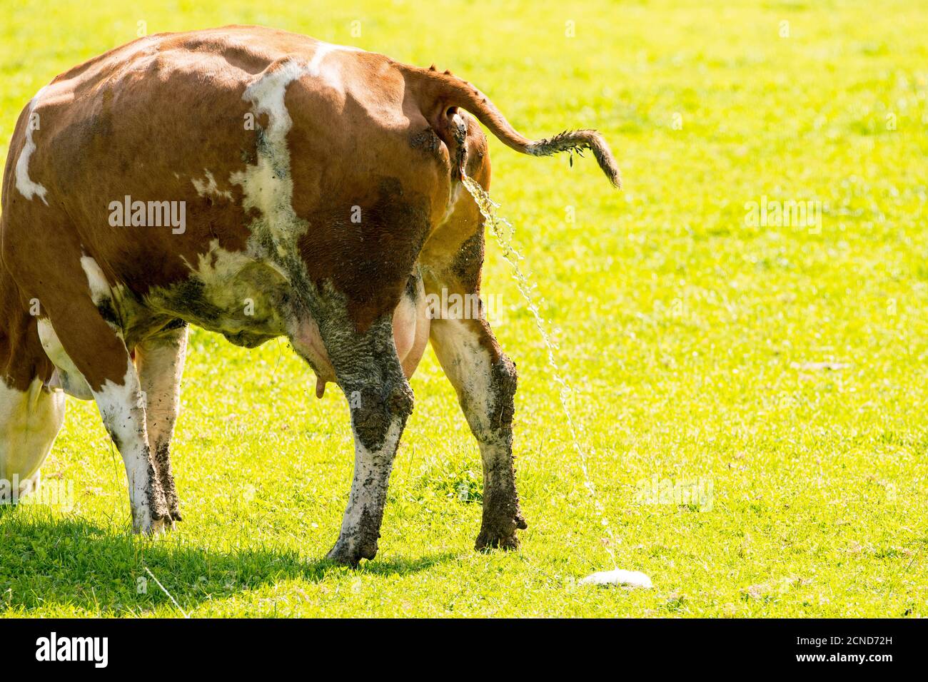 Cow peeing in a big jet on the meadow Stock Photo - Alamy