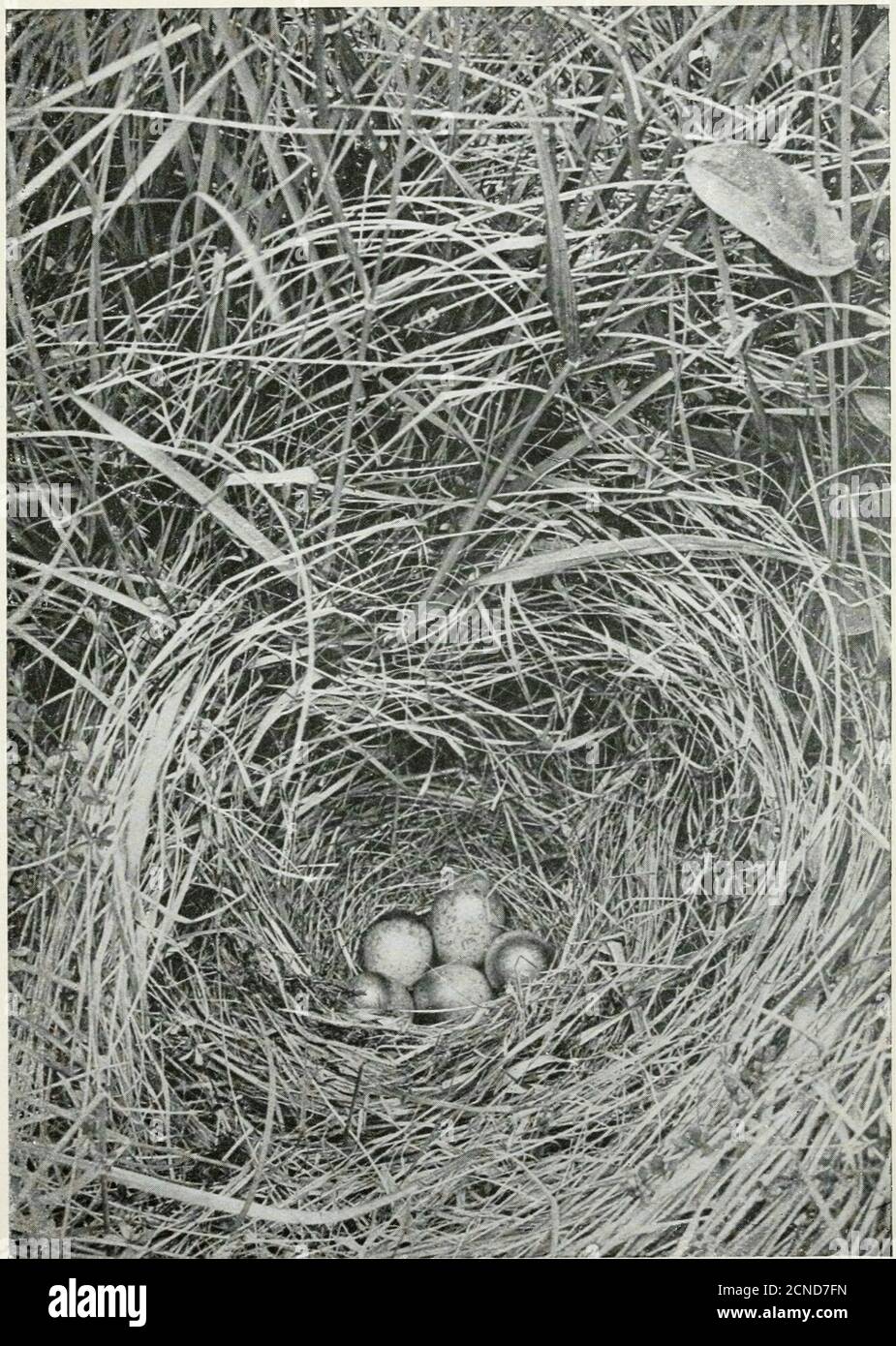 . The birds of the British Isles and their eggs . e caused by clapping ...