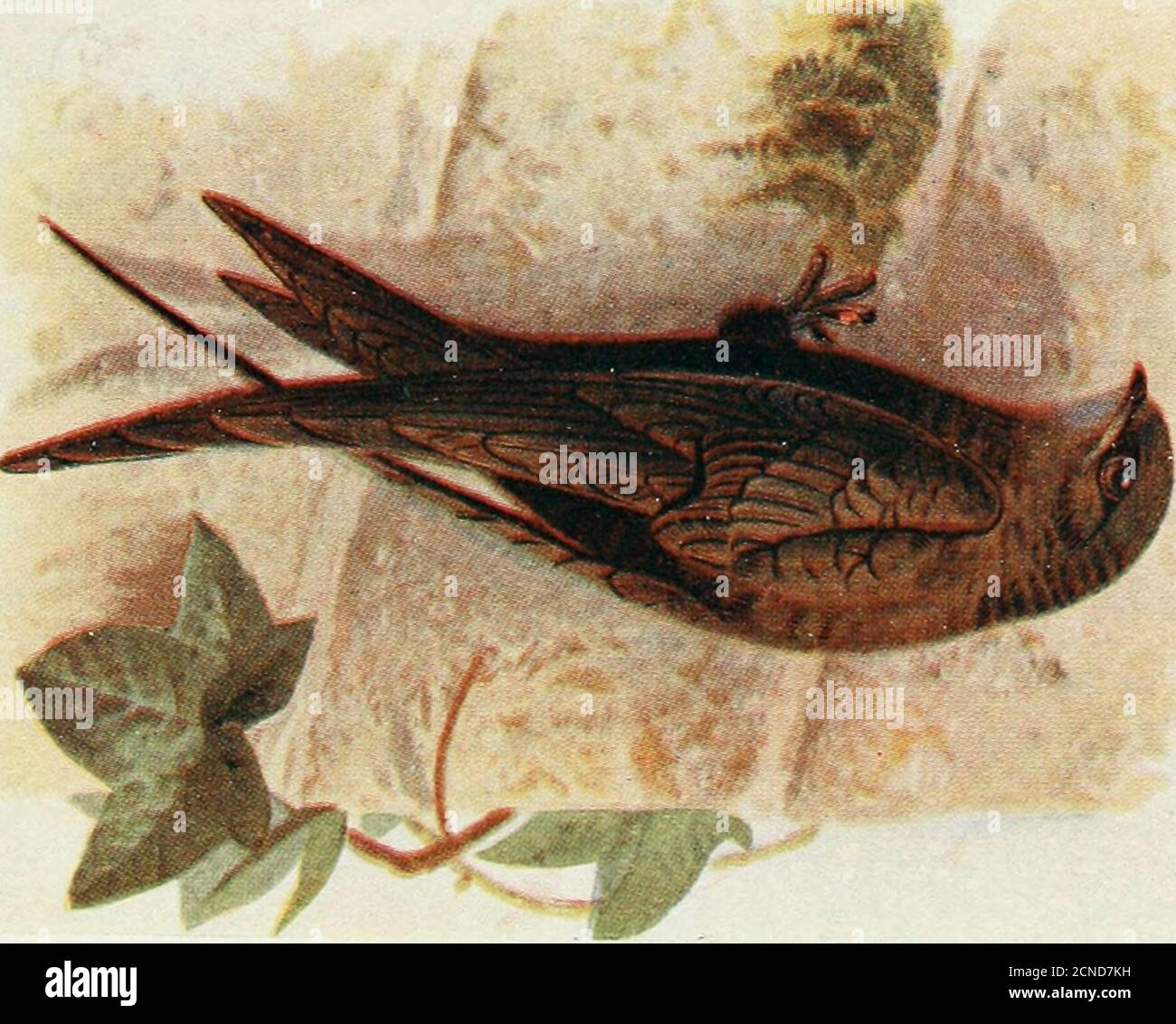 Nestingholes hi-res stock photography and images - Alamy