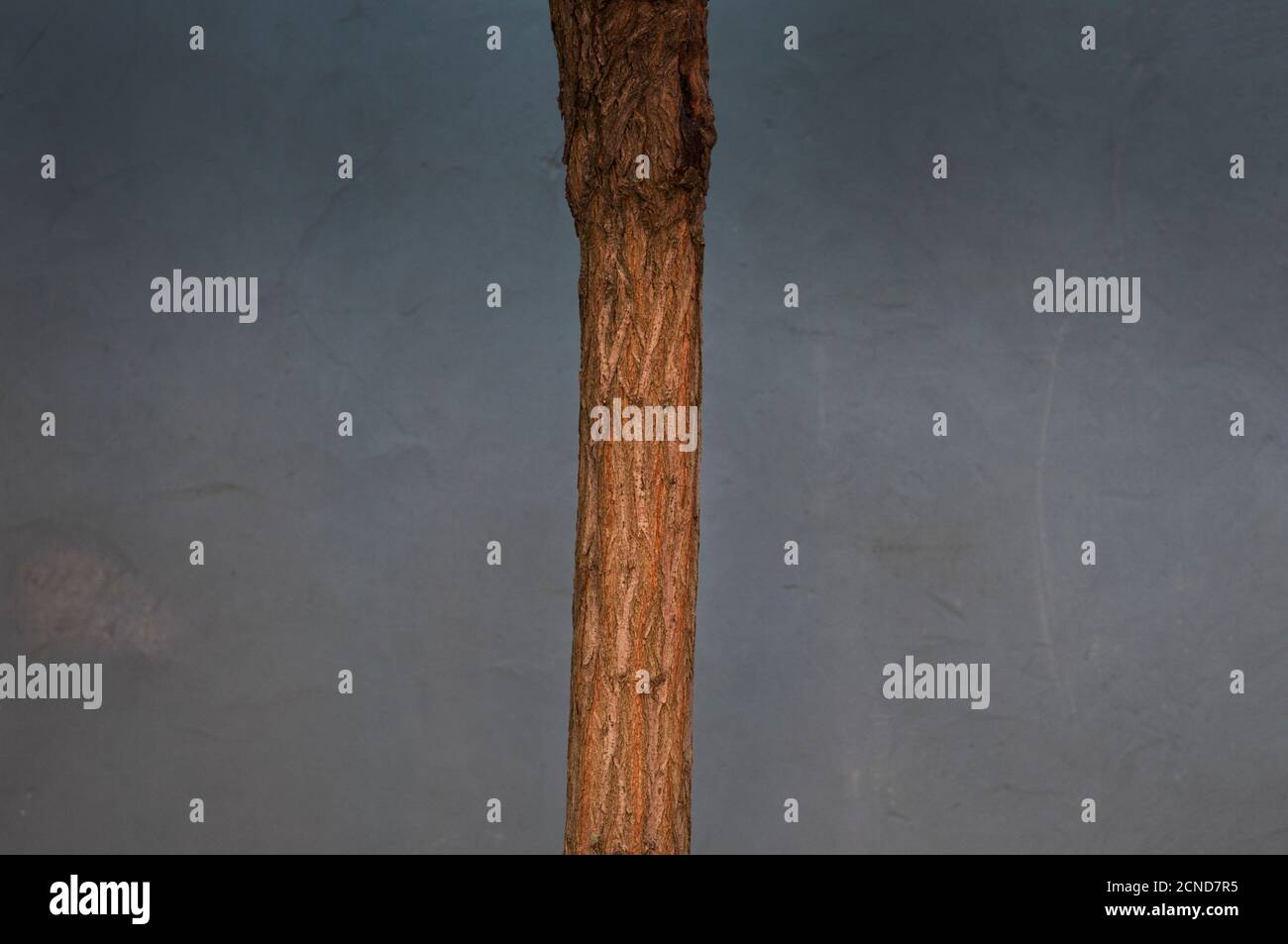 Thin tree hi-res stock photography and images - Alamy