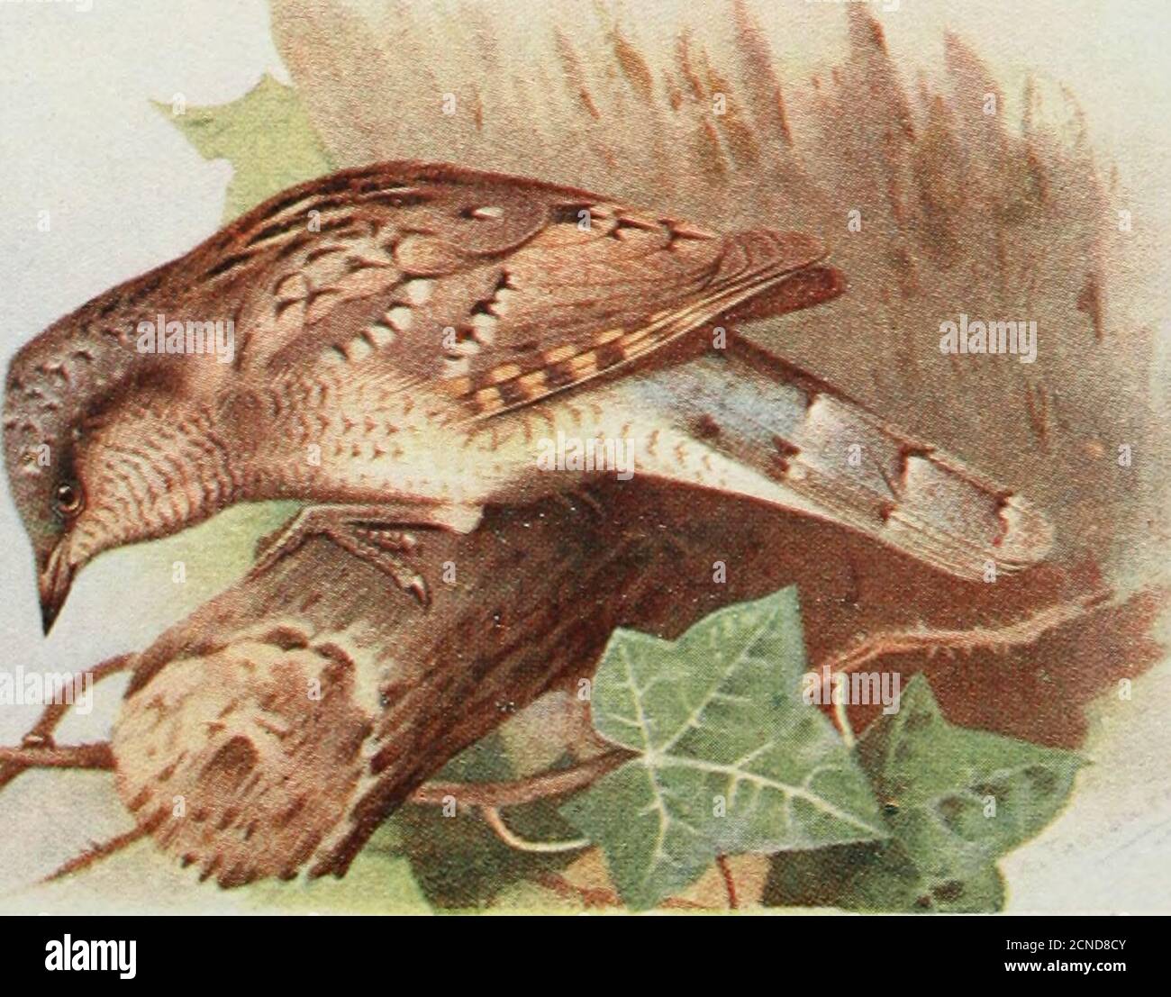 Barring on the back hi-res stock photography and images - Alamy