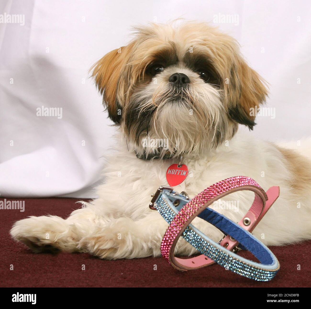 Muffin inspecting the 2 collars to be used for the ceremony. Muffin and ...