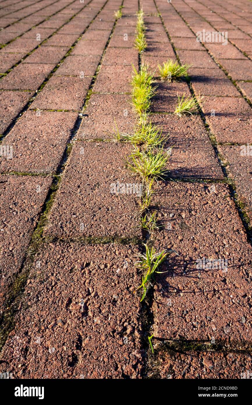 grass growing between pavement tiles Stock Photo - Alamy