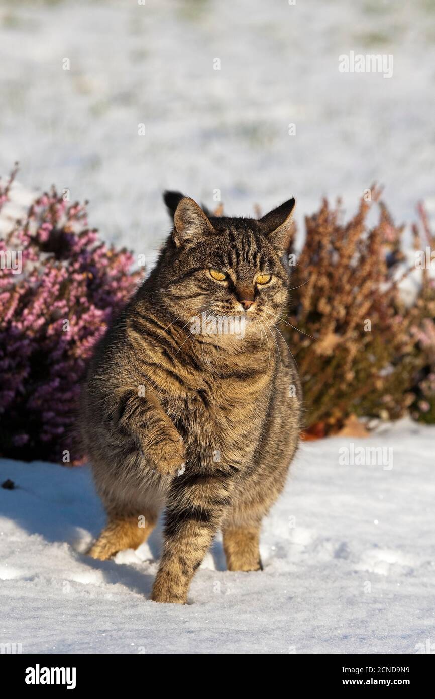 Brown Tabby Domestic Cat, Female standing on Snow, Normandy Stock Photo ...