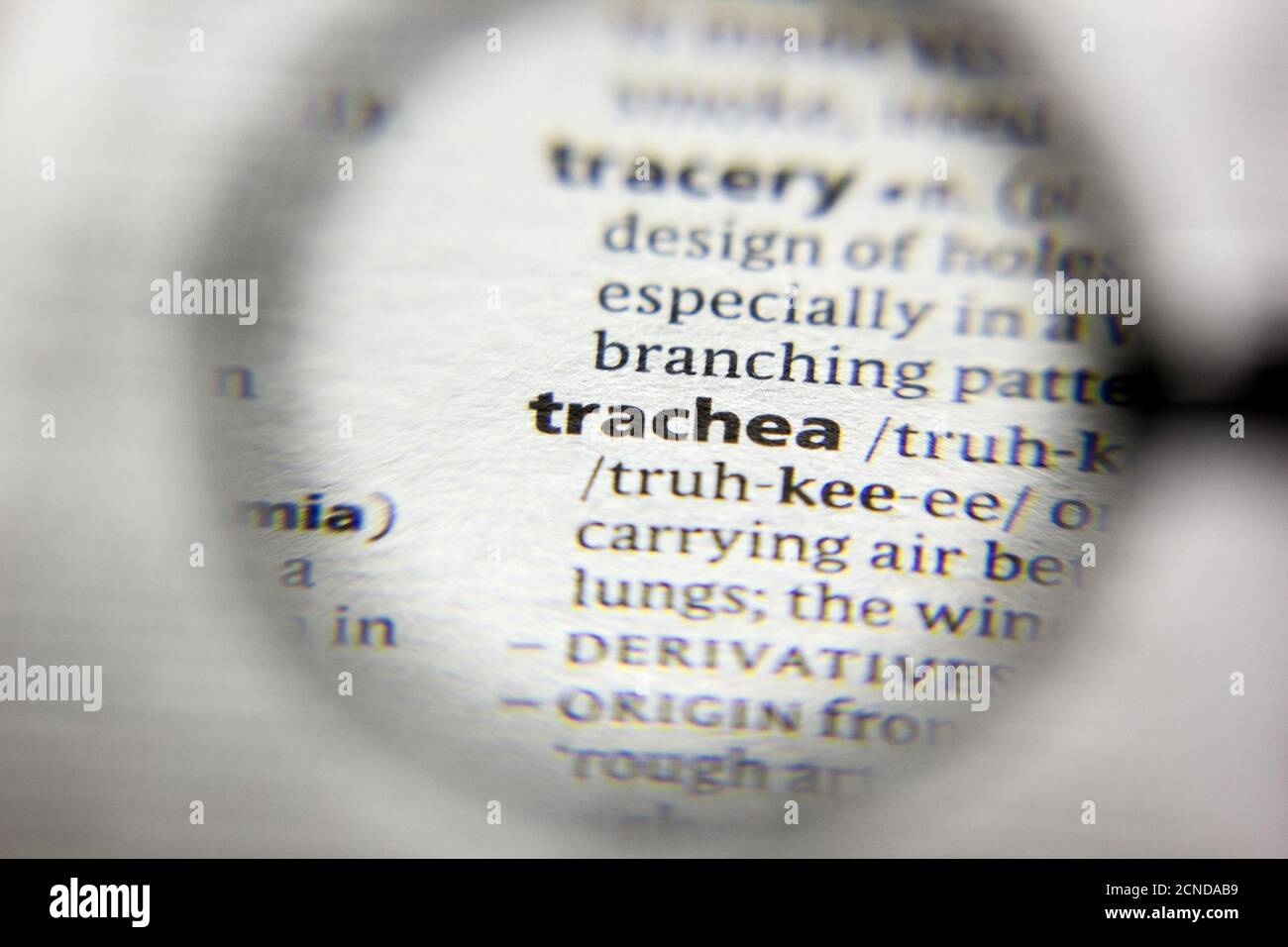 The word or phrase Trachea in a dictionary Stock Photo - Alamy